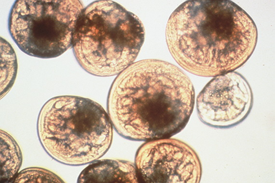 Milford Aquaculture Lab tests probiotics to protect oysters - Save the ...