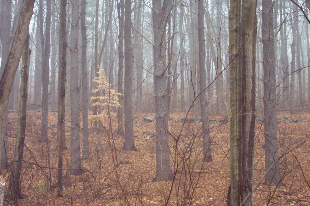 Queach - Save the Sound