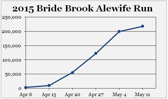 Bride Brook: An Alewife Success Story - Save the Sound
