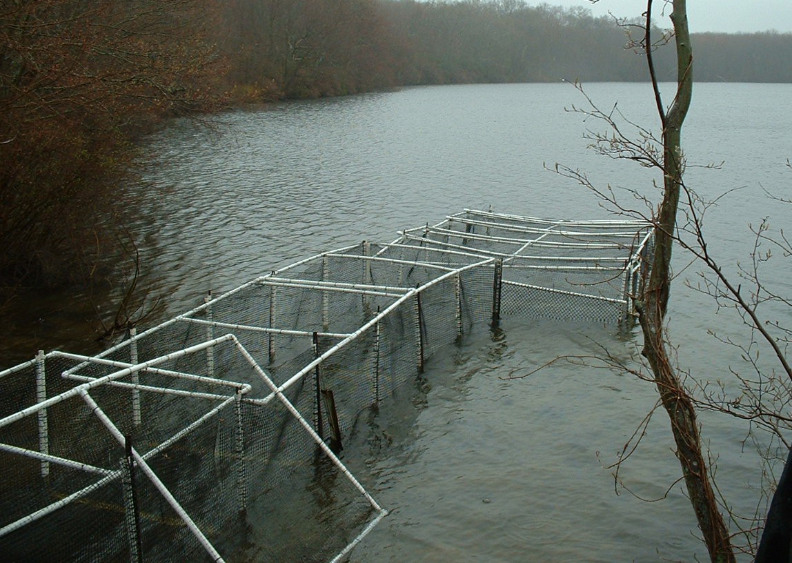 Bride Brook: An Alewife Success Story - Save the Sound