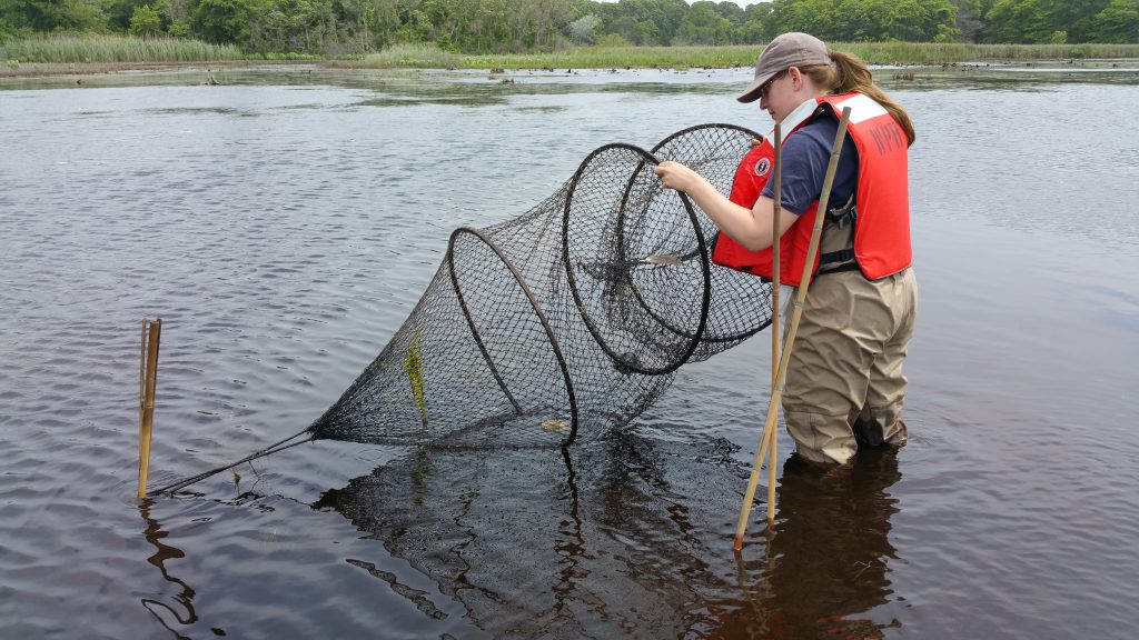 Erin White inspecting a turtle hoop trap - Save the Sound