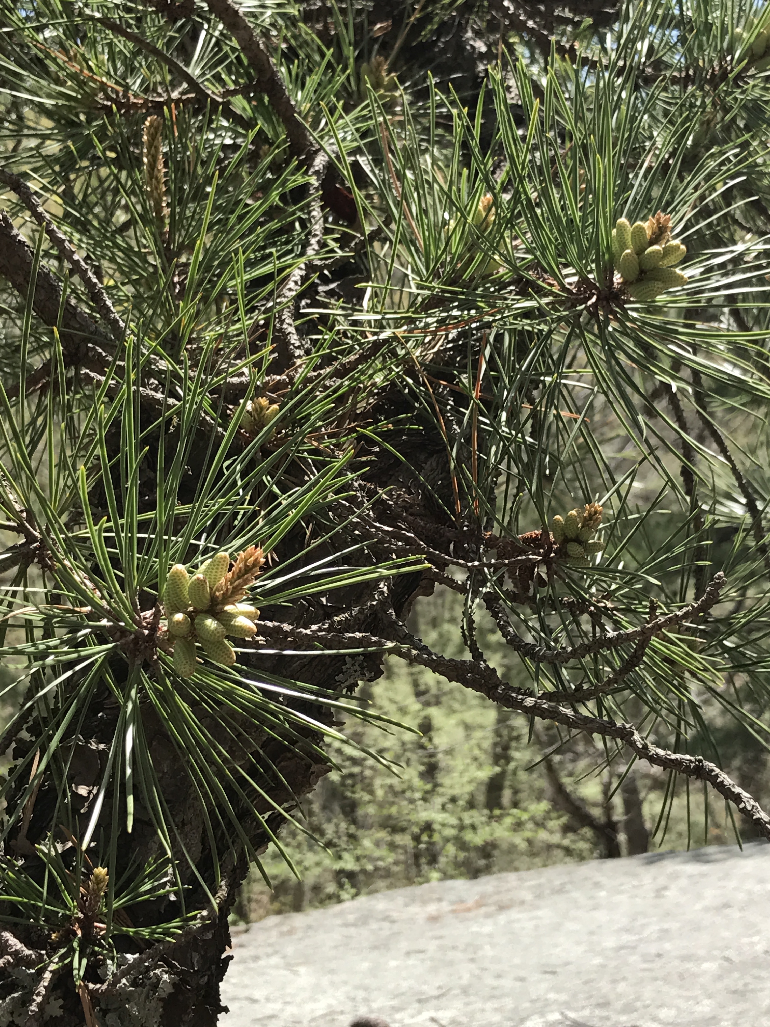 OHNP PP Buds CU2 - Save the Sound