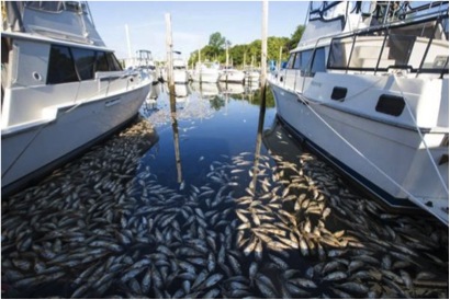 Fish copy - Save the Sound