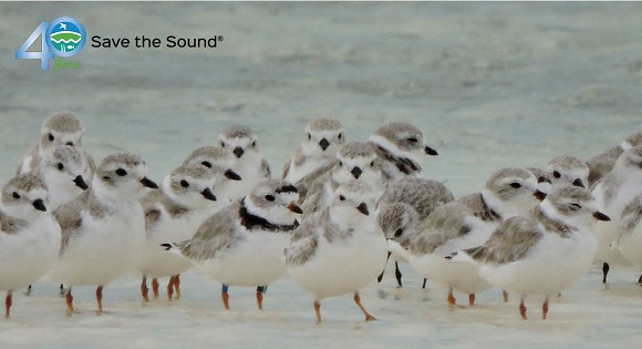 piping plovers w logo - Save the Sound