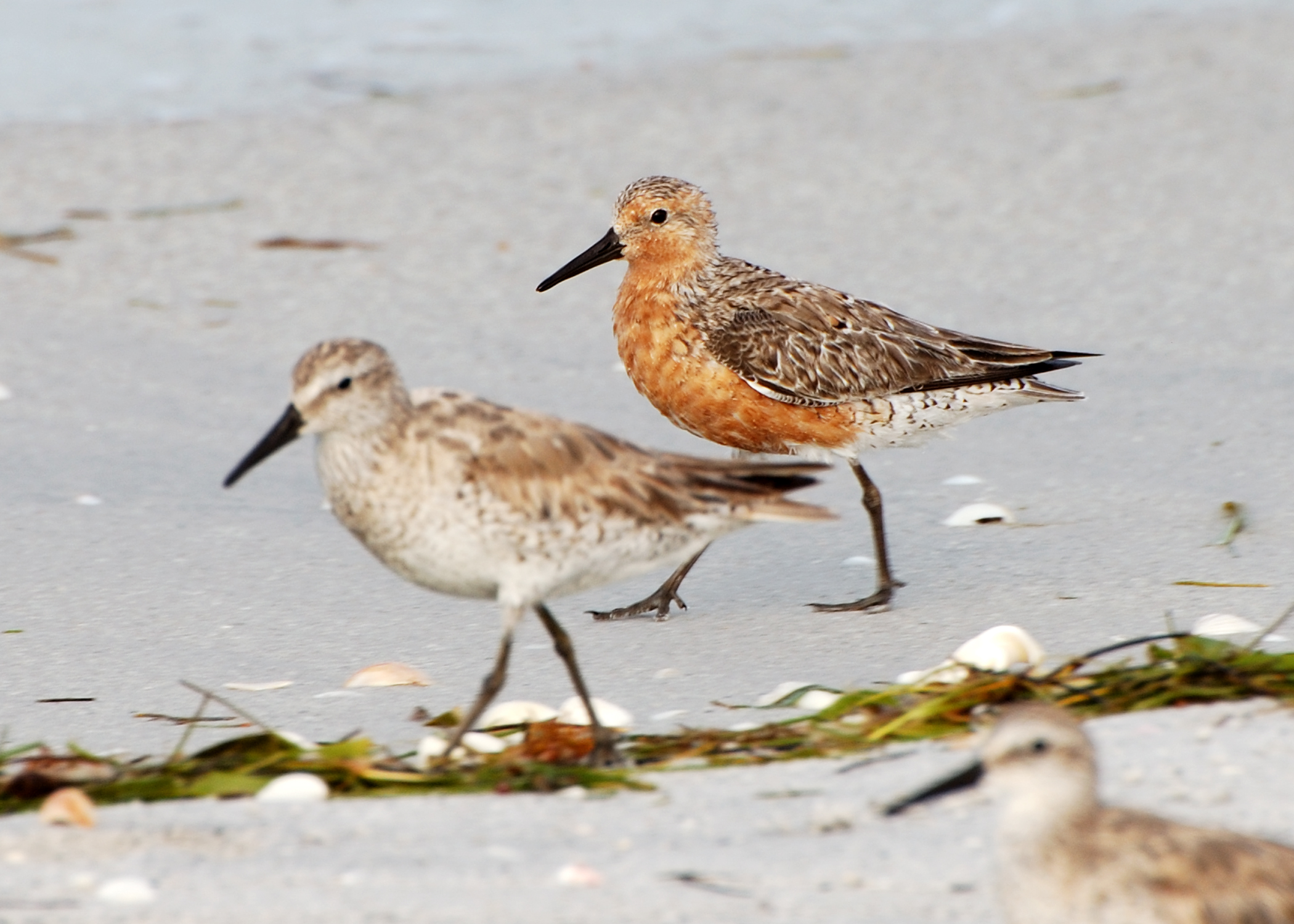 Red Knots - Summer and Winter - Save the Sound