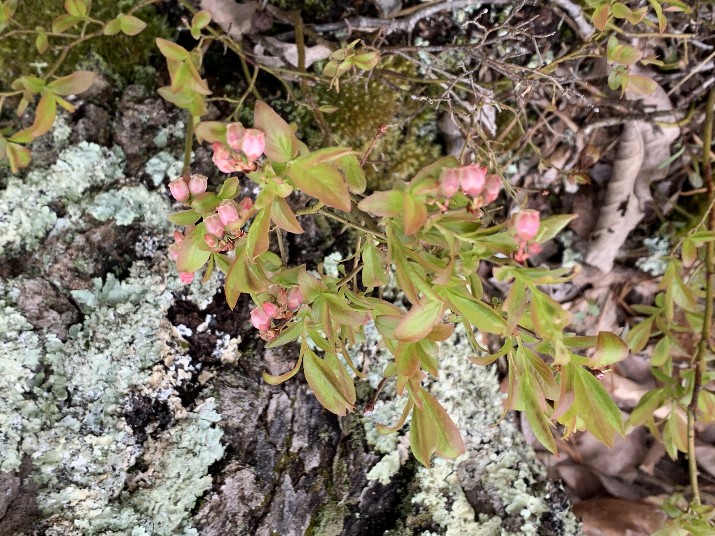 Low-Bush-Blueberries-Osweg-2020-Parulis - Save the Sound