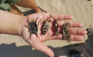 Shark-Egg-Casings-Pyjama-Sharks-and-Puffadder-Shysharks - Save the Sound