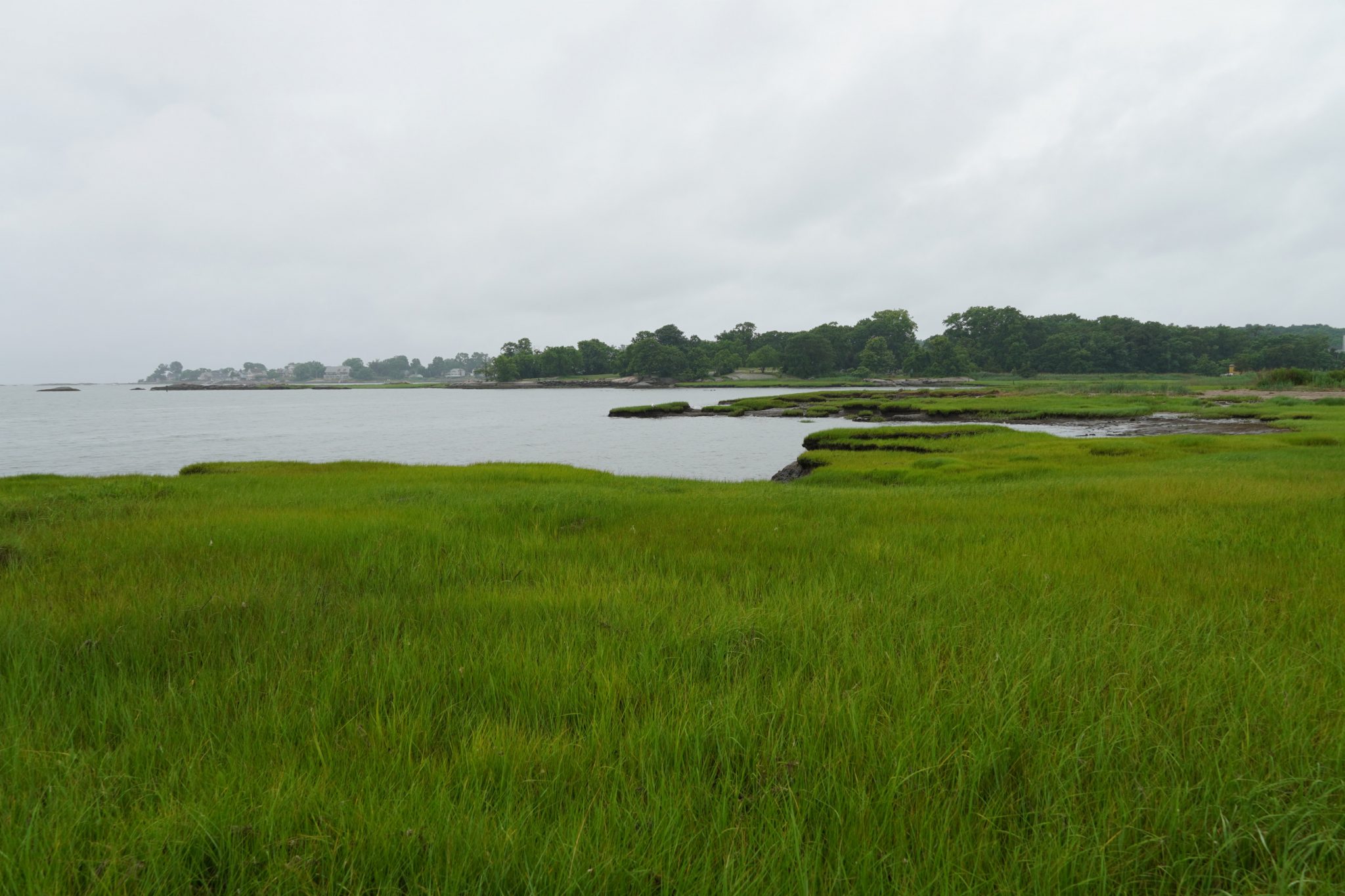 Celebrating and Restoring Our Wetlands - Save the Sound