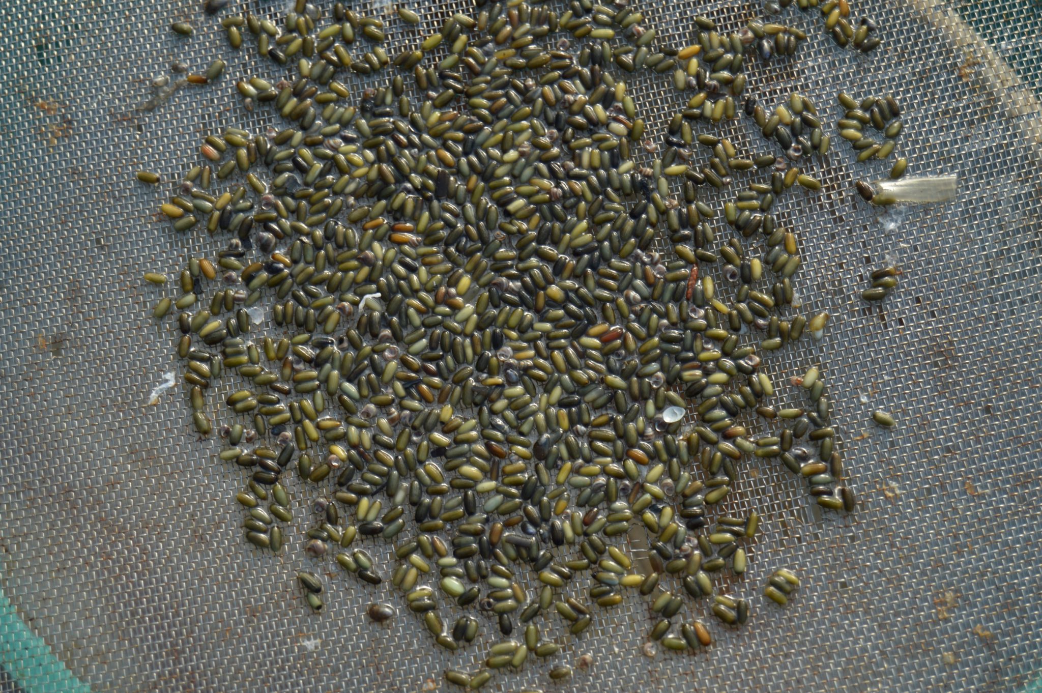 Help Restore Eelgrass: Seed Gluing Volunteer Event | April 23, 2025