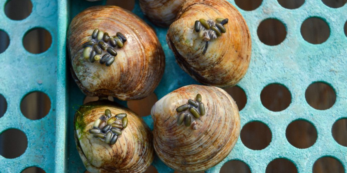 Help Restore Eelgrass: Seed Gluing Volunteer Event | April 23, 2025