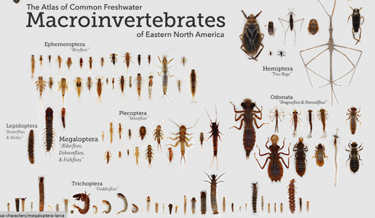 Stream Bugs that Speak for the Water: How Mayflies, Stoneflies, and ...