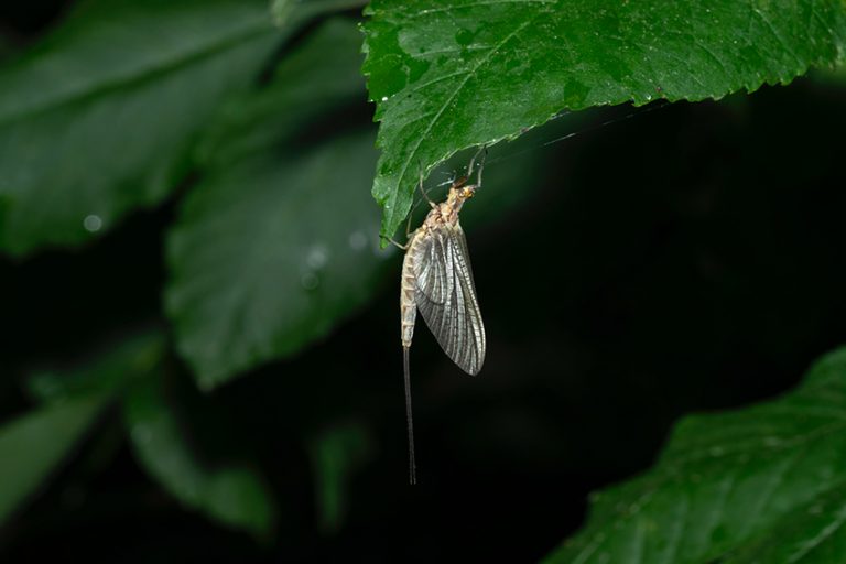 Stream Bugs that Speak for the Water: How Mayflies, Stoneflies, and ...