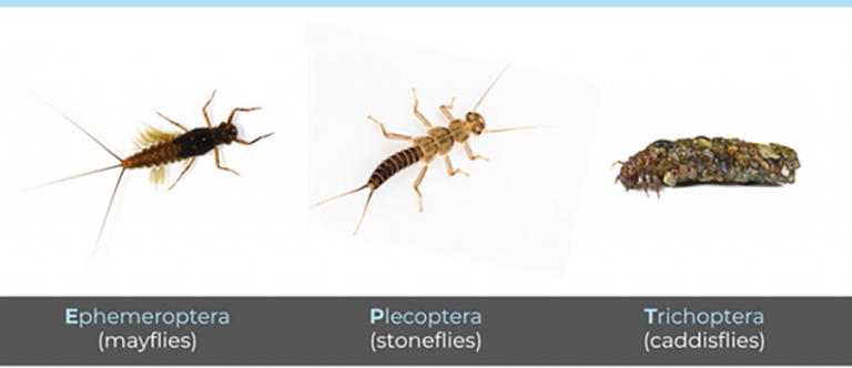 Stream Bugs that Speak for the Water: How Mayflies, Stoneflies, and ...